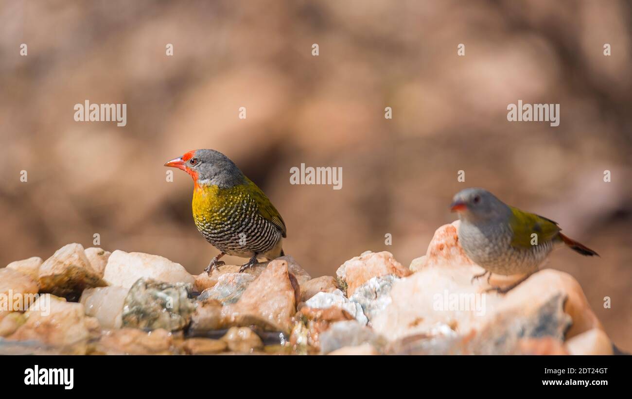 Green winged Pytilia couple standing at waterhole in Kruger National ...
