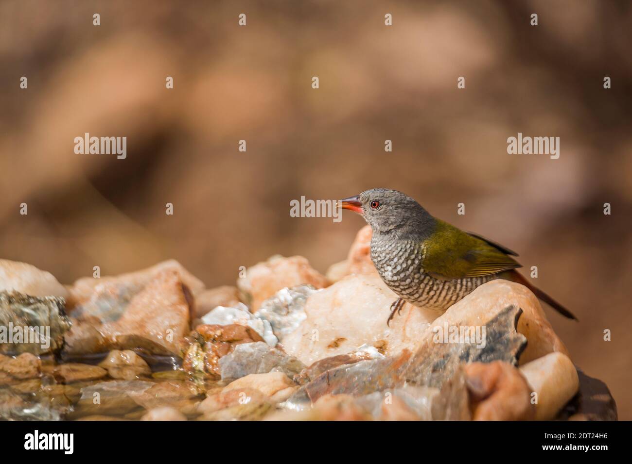 Melba Finch High Resolution Stock Photography and Images - Alamy