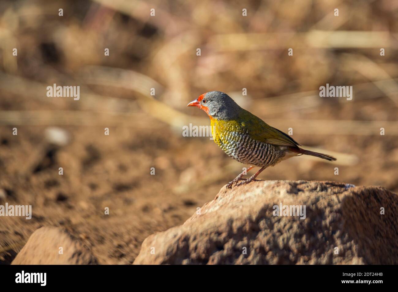 Green winged Pytilia standing on termite mound in Kruger National park ...