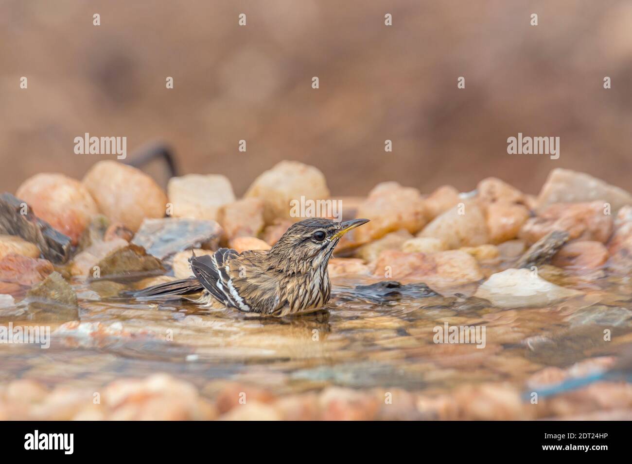 Red backed Scrub Robin bathing in waterhole in Kruger National park ...