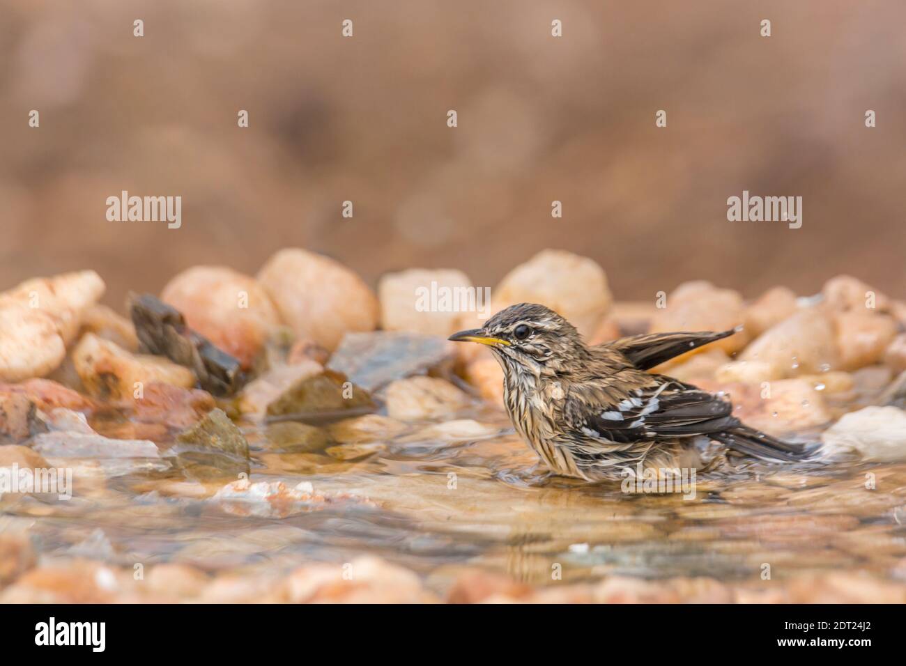 Shaking Robin High Resolution Stock Photography and Images - Alamy