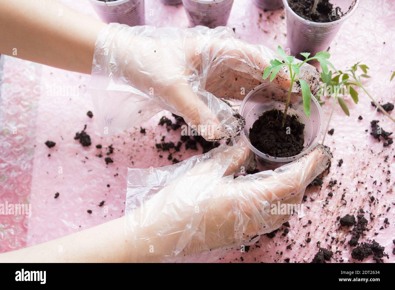 Tomato seedling transplanting process. Young vegetable seedlings of ...
