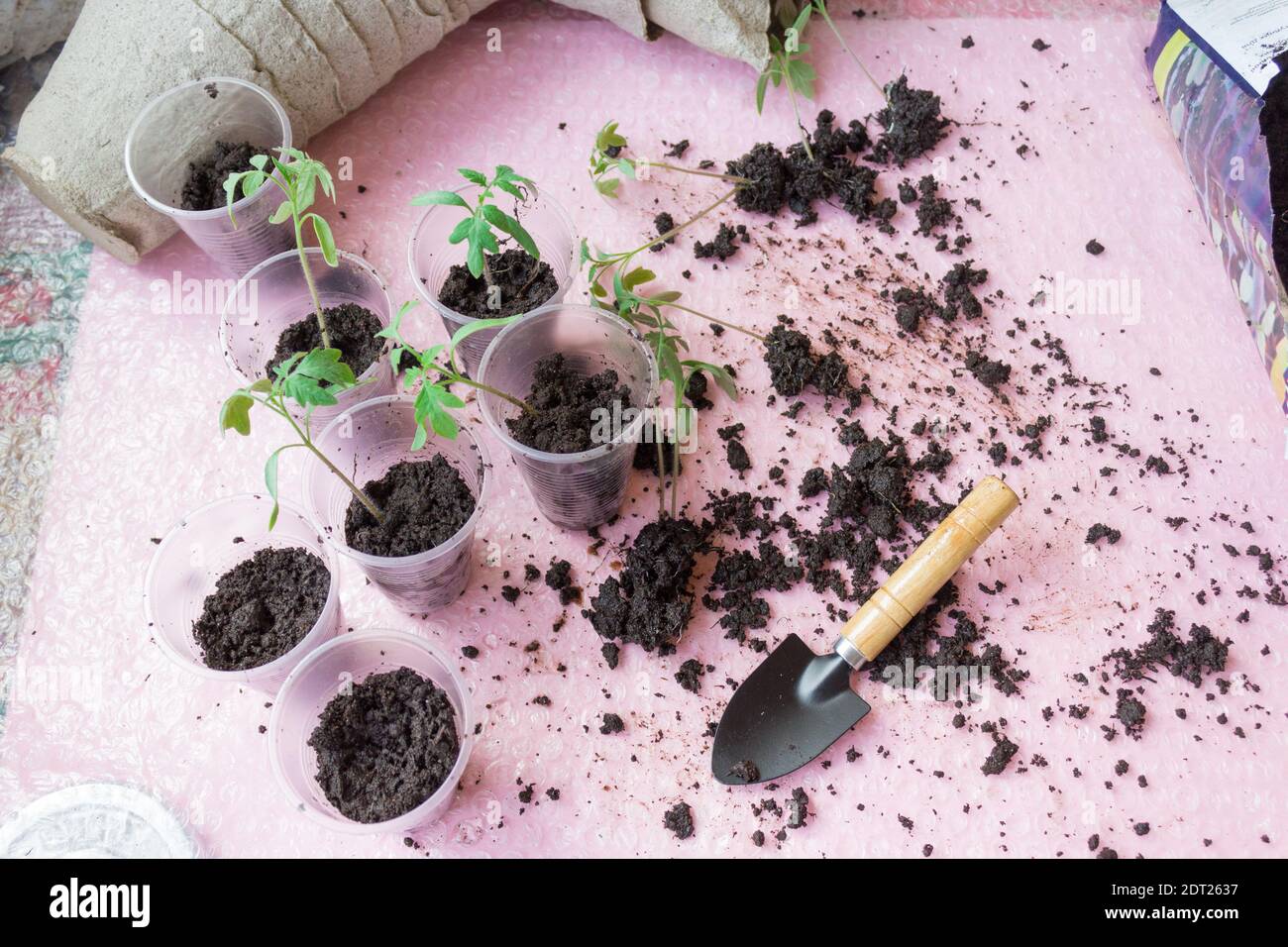 Seedling. Tomato seedling transplanting process. Young vegetable ...