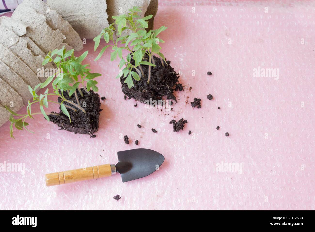 Tomato seedling transplanting process. Young vegetable seedlings of ...