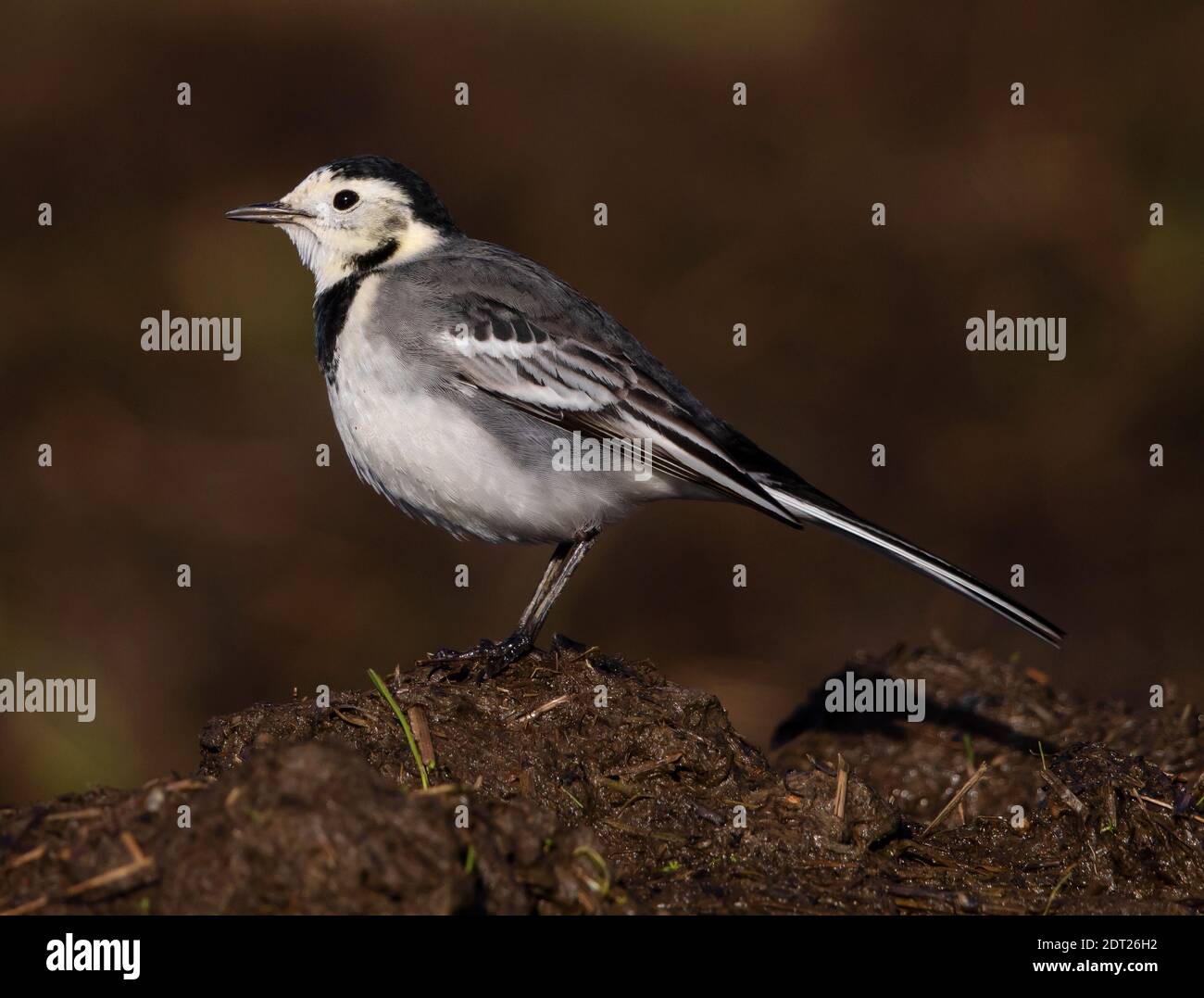 Pied Wagtail searching for food in a patch of mud Stock Photo - Alamy