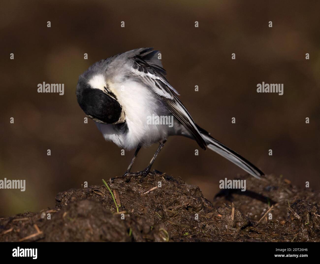 Pied Wagtail searching for food in a patch of mud Stock Photo - Alamy