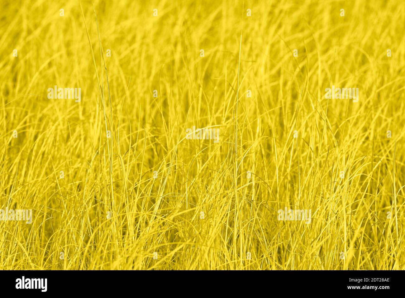 Field Grass background. Grass field toned in Illuminating yellow color ...