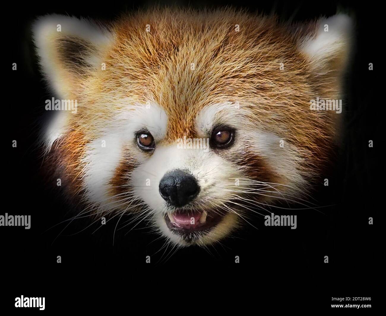 Panda eye close hi-res stock photography and images - Alamy