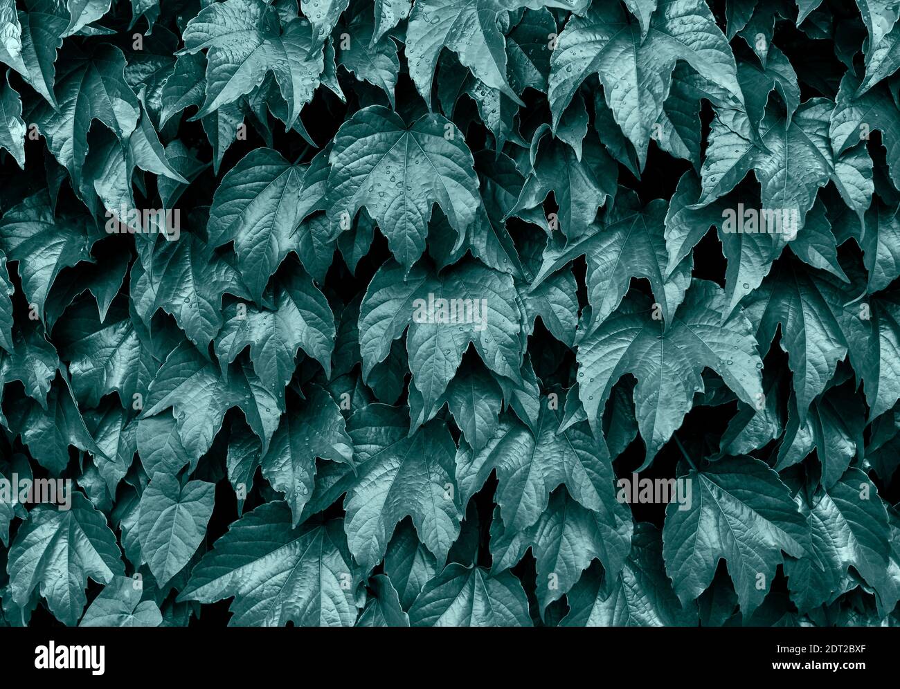 Bright Green ivy natural background. Ivy leaves on the wall. Natural ...