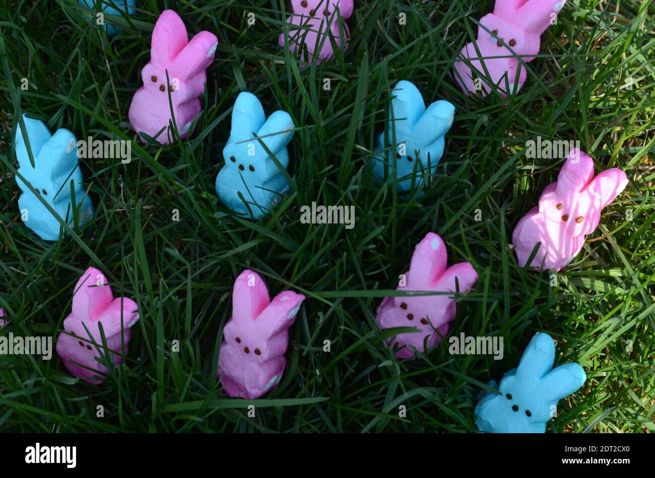 Marshmallow Peeps High Resolution Stock Photography and Images - Alamy