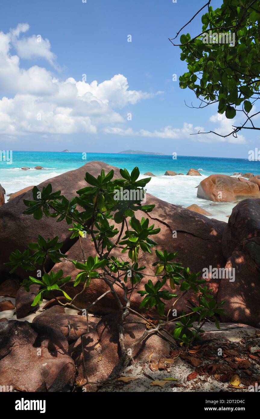 Exotic beach with palm trees in praslin island, seychelles Stock Photo ...