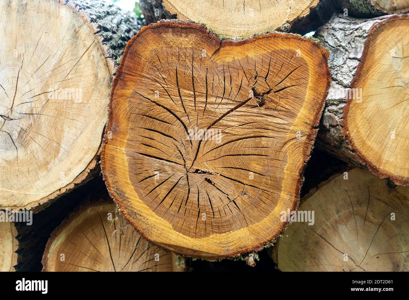 Tree cross section woodcut hi-res stock photography and images - Alamy