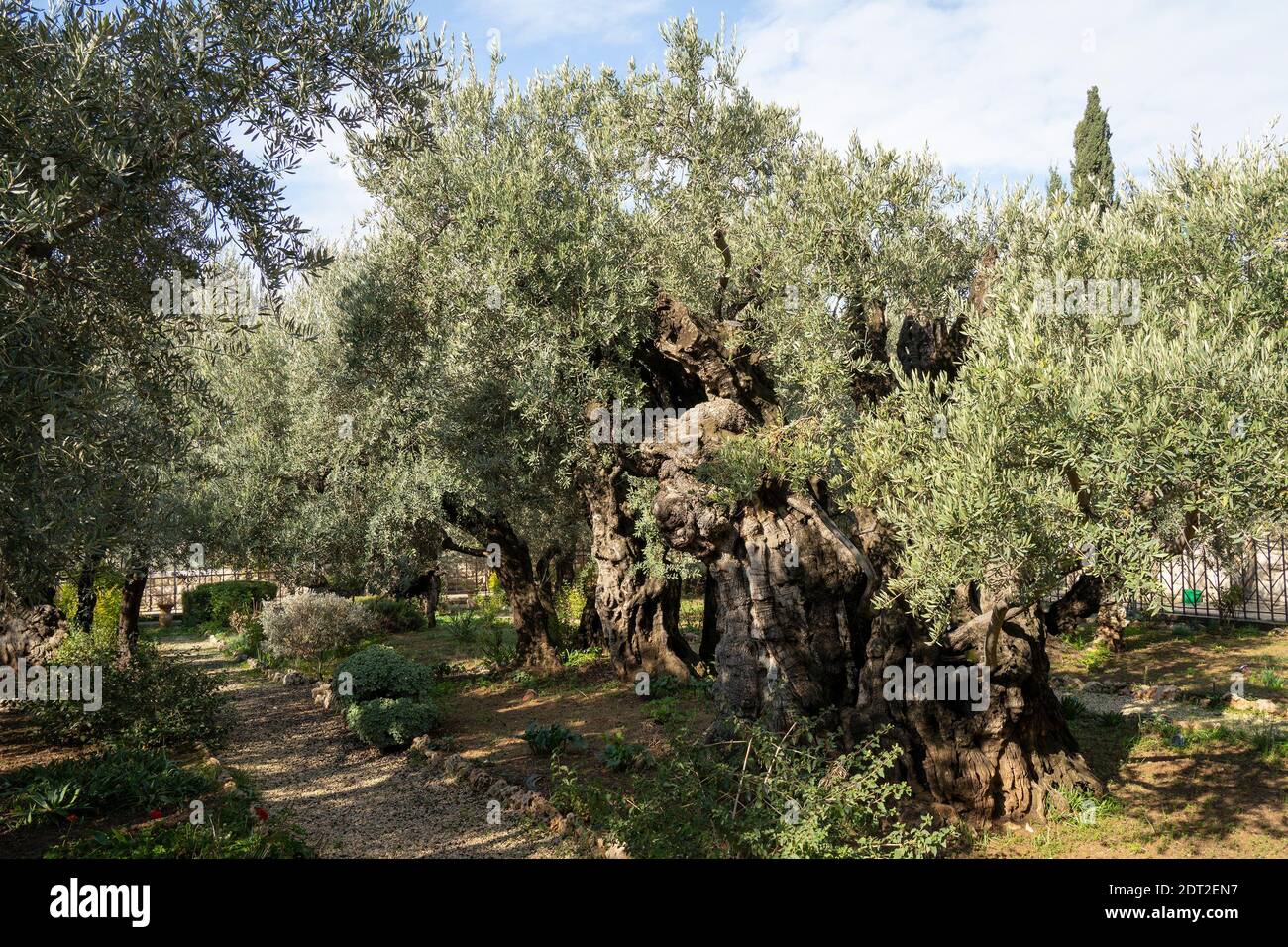 Jerusalem, Israel - December 17th, 2020: The ancient olive trees in the ...