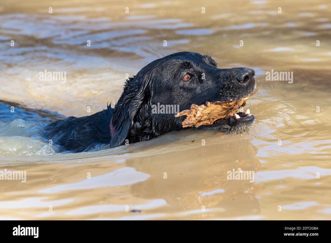 Black labrador retriever retrieving a stick hi-res stock photography ...