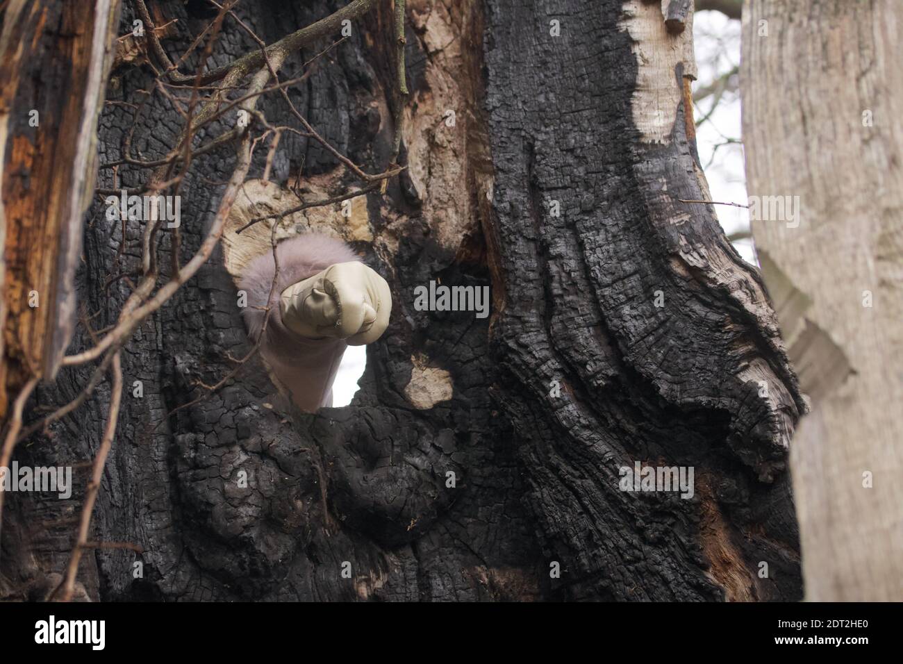 A woman in gloves shows her fig through a hollow in a charred stump ...