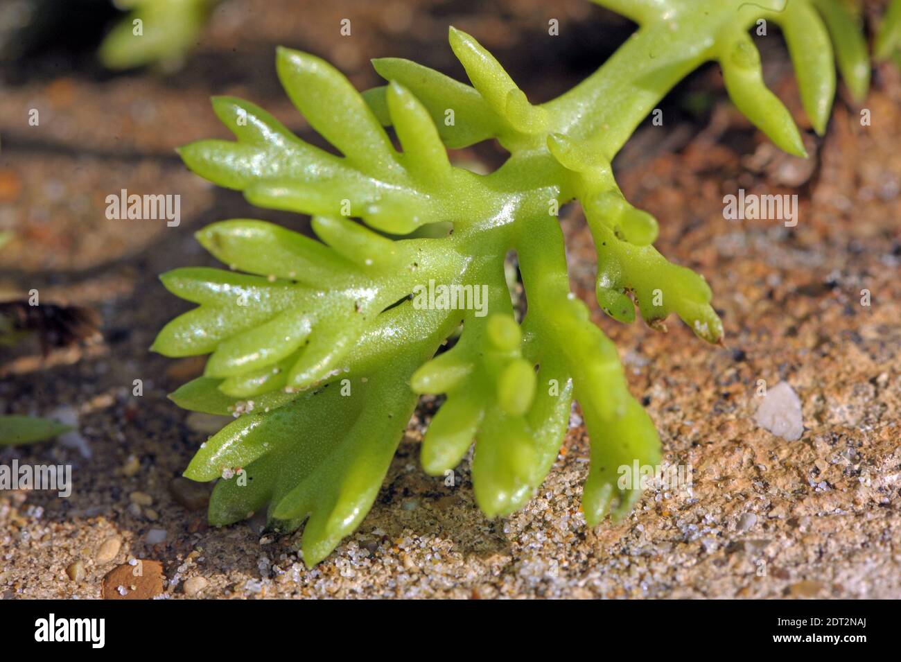 Fat field plant hi-res stock photography and images - Alamy