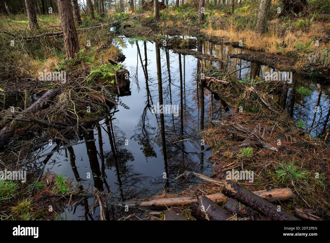 Tree reflections in water pool Stock Photo - Alamy