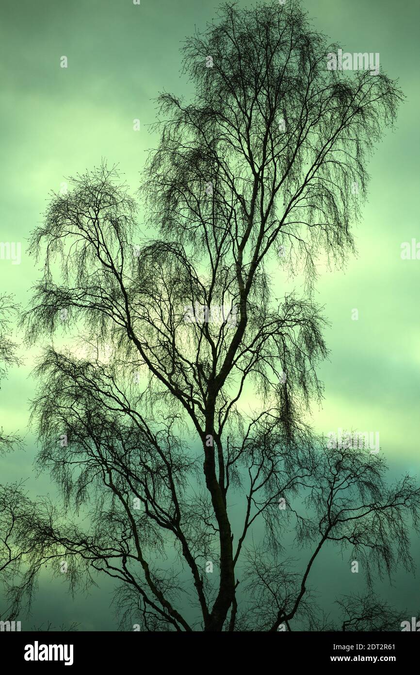 Japanese tree silhouette hi-res stock photography and images - Alamy