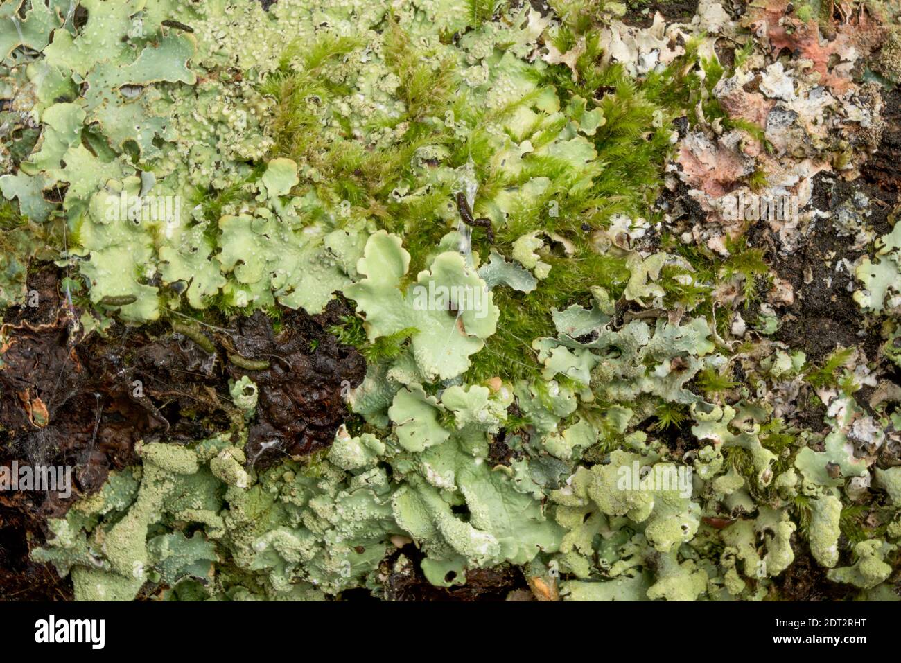 Very close-up natural portrait of lichen covered branch, textures and ...