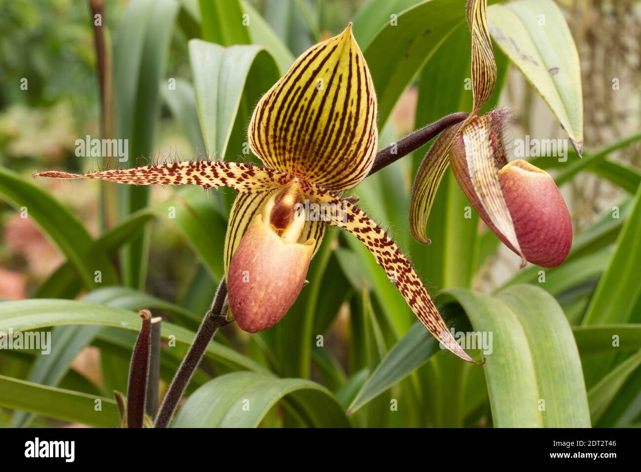 Paphiopedilum (slipper Orchid) in bloom, natural flower portrait Stock ...