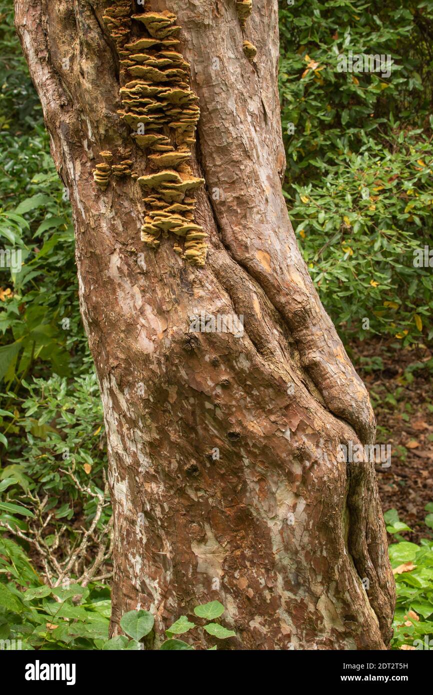 Natural semi-abstract of curvy tree trunk hosting textured bracket ...