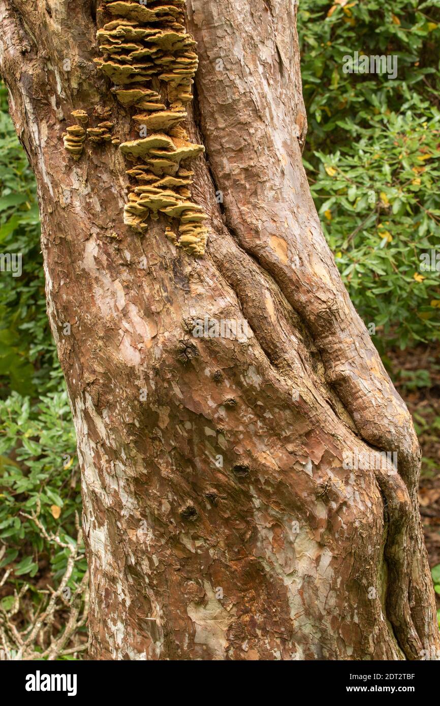 Natural semi-abstract of curvy tree trunk hosting textured bracket ...