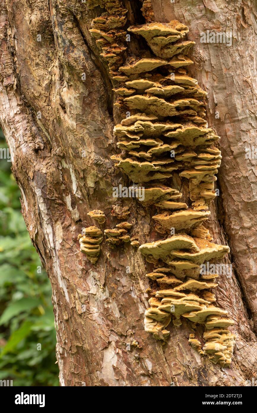 Natural semi-abstract of curvy tree trunk hosting textured bracket ...