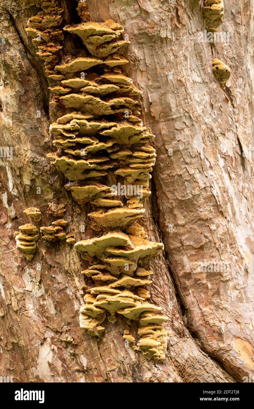 Natural semi-abstract of curvy tree trunk hosting textured bracket ...