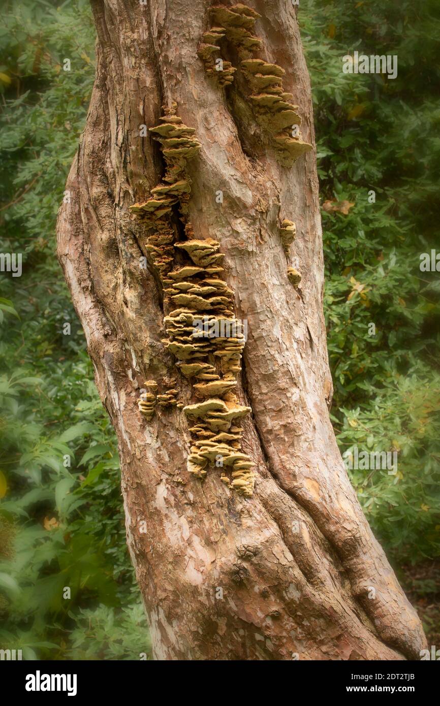 Natural semi-abstract of curvy tree trunk hosting textured bracket ...