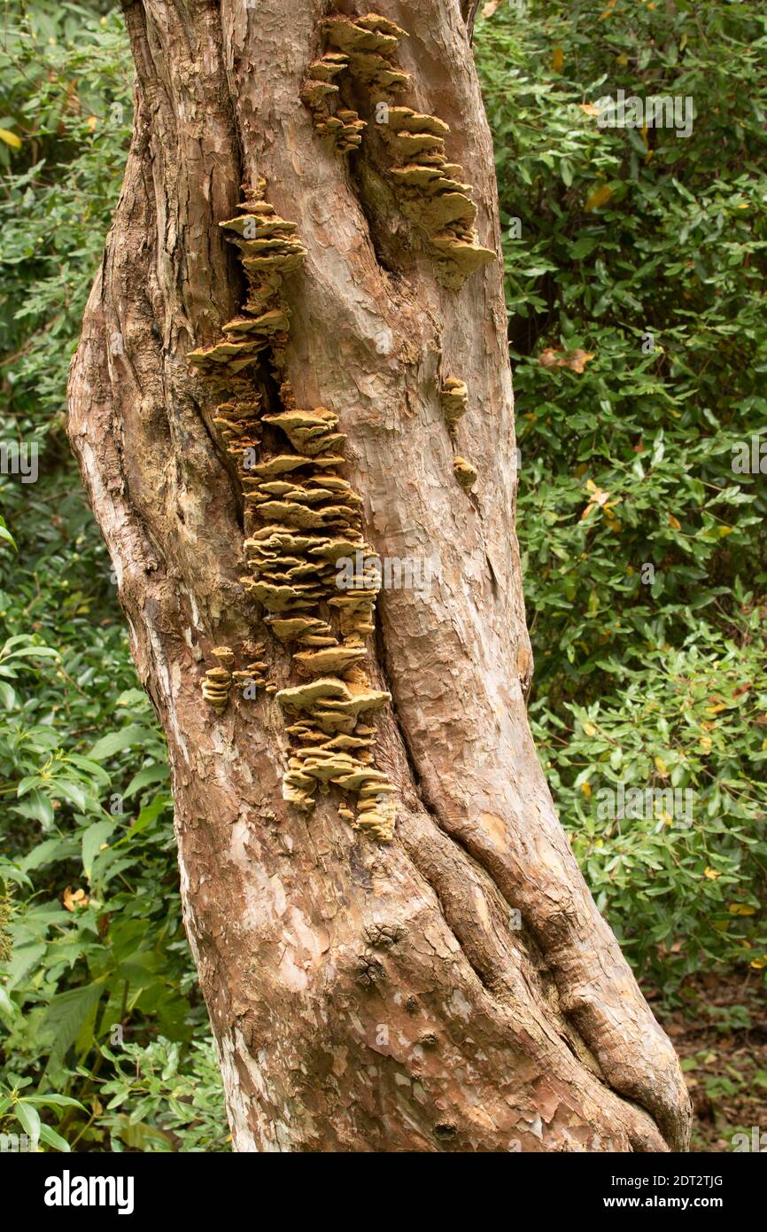 Natural semi-abstract of curvy tree trunk hosting textured bracket ...