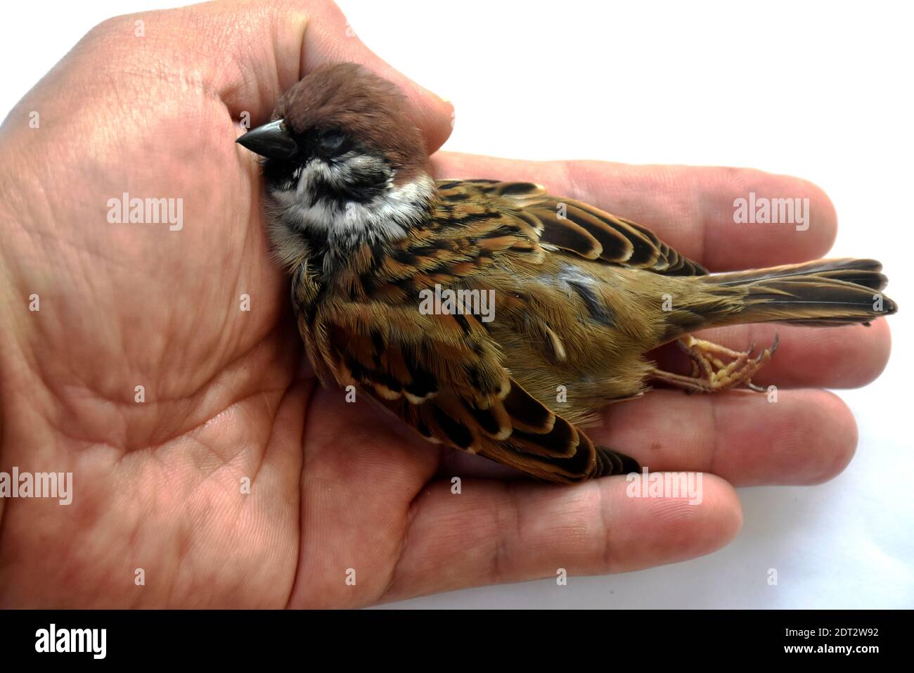 Dead bird in hand hi-res stock photography and images - Alamy