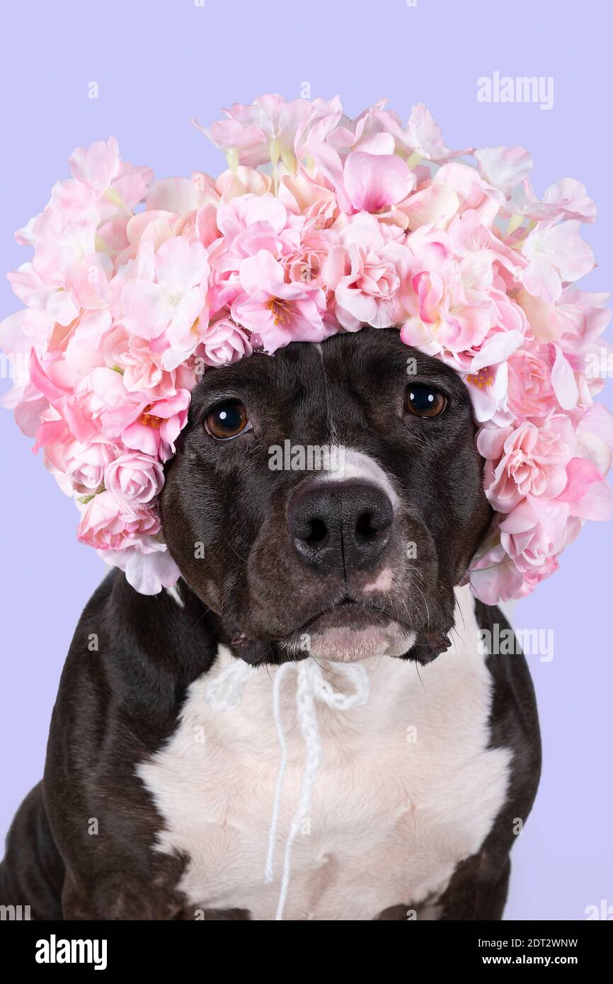 Portrait of brown American Staffordshire terrier (amstaff) sitting ...