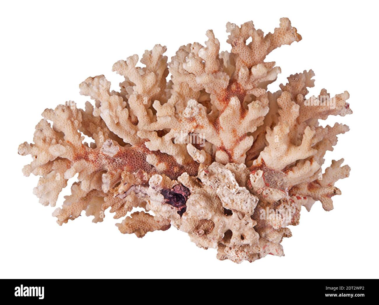 Coral isolated on white background Stock Photo - Alamy