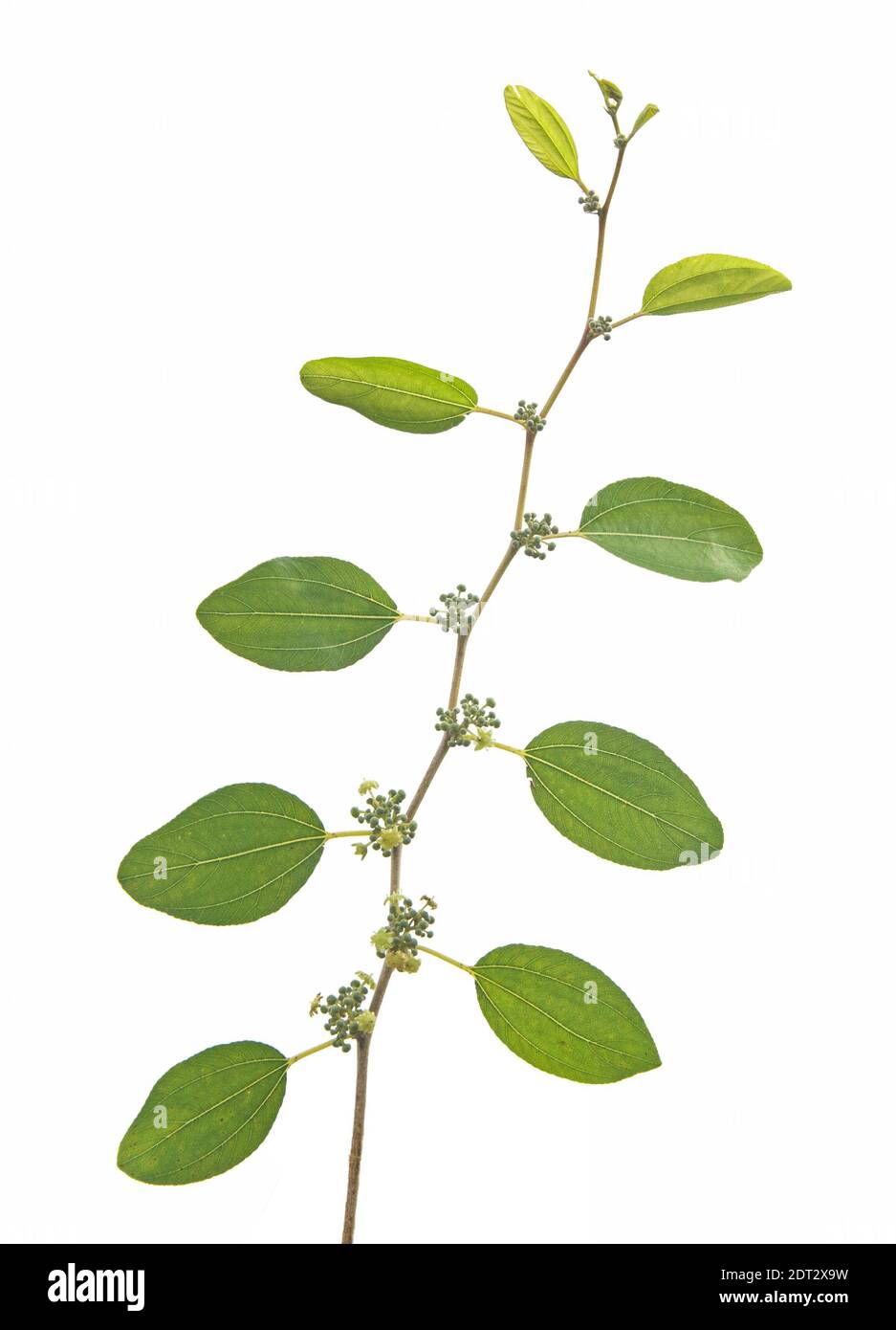 Sapling isolated on white background Stock Photo - Alamy