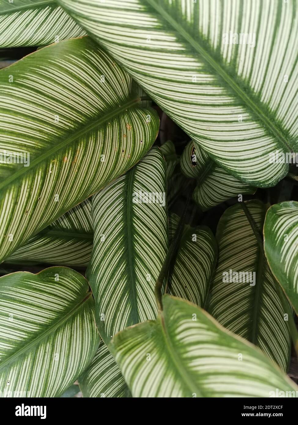 Lum tree hi-res stock photography and images - Alamy