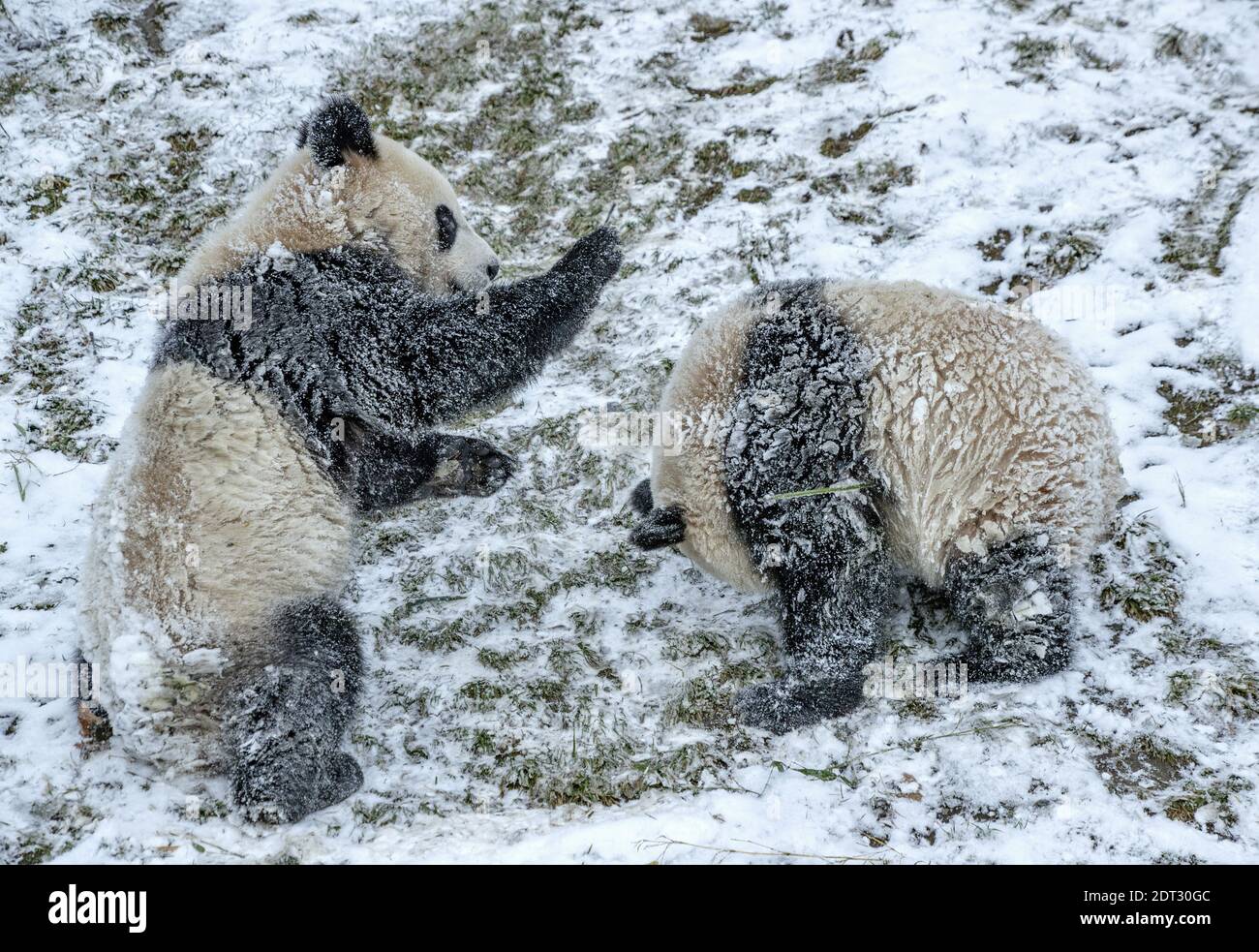Pandas playing hi-res stock photography and images - Alamy