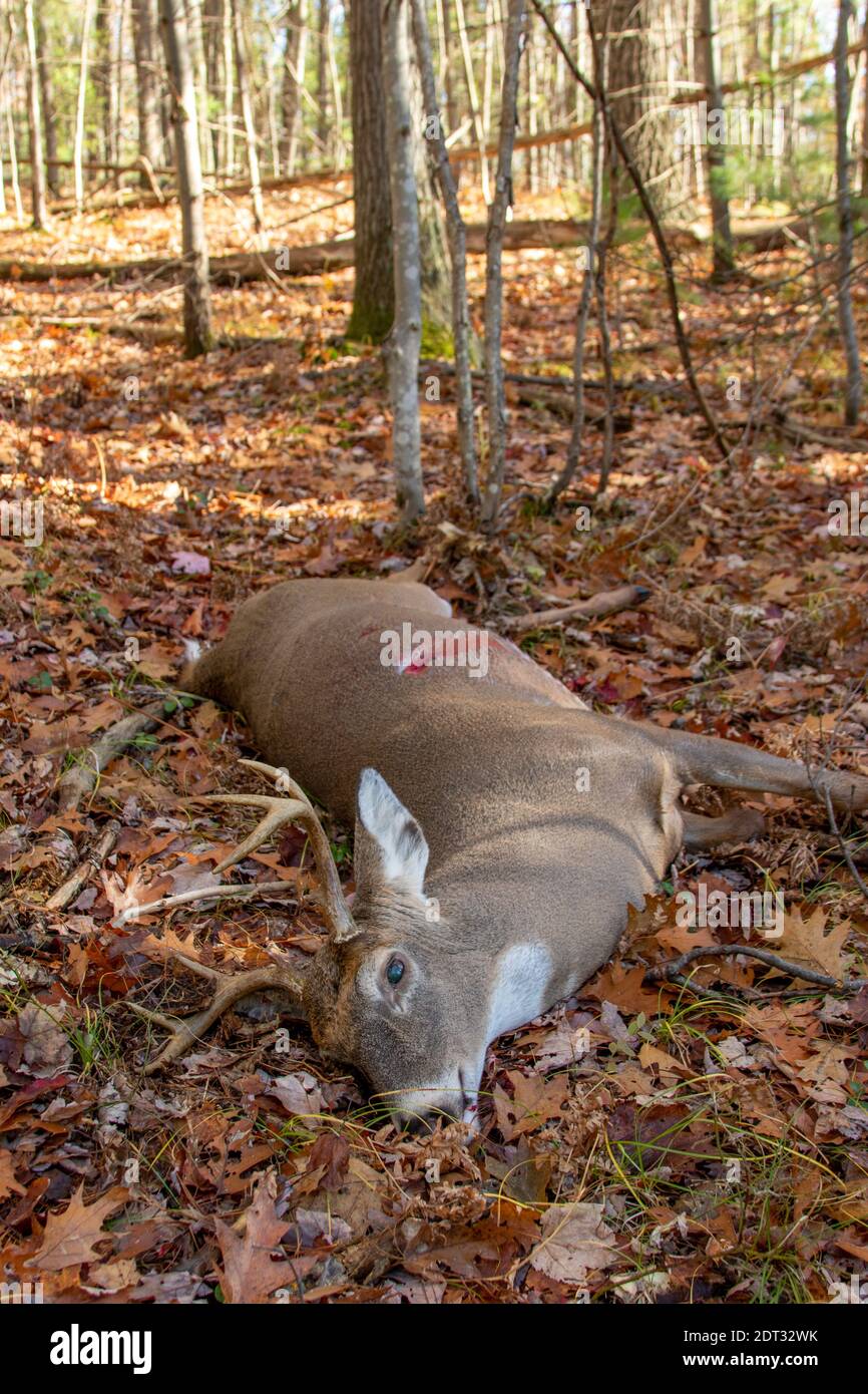 Bow killed deer Stock Photo - Alamy