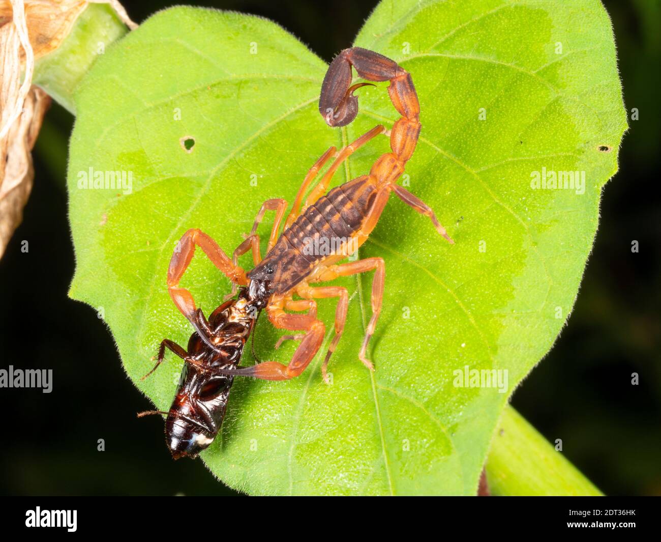 Cockroach bite hi-res stock photography and images - Alamy