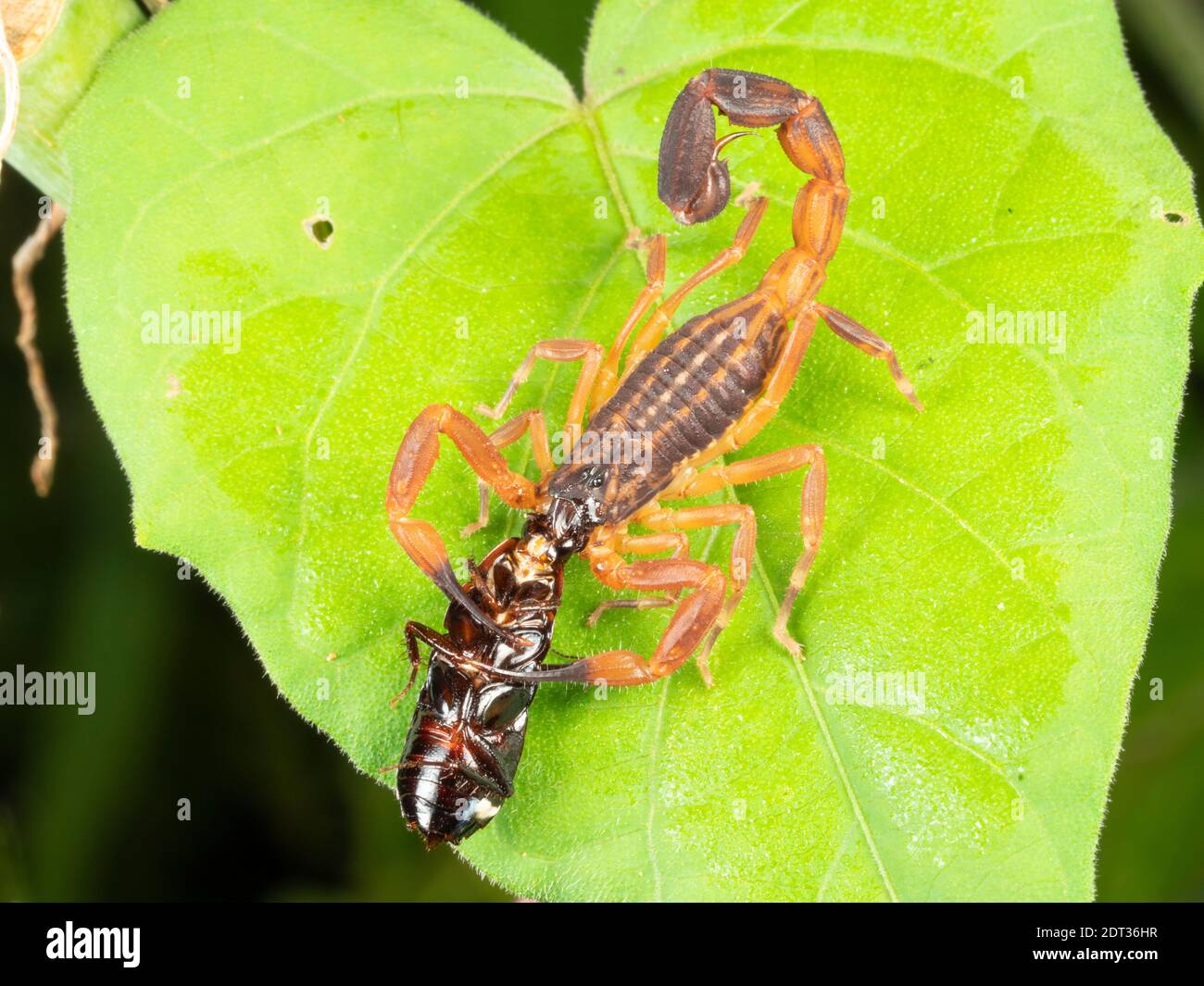 Scorpion tityus sp hi-res stock photography and images - Alamy