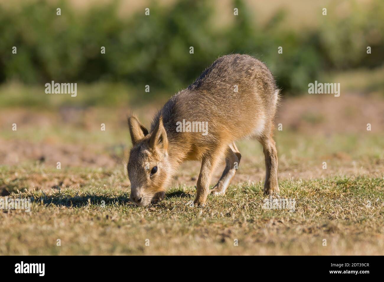 Patagonian cavi,Dolichotis patagonum, Peninsula Valdes, Unesco World ...