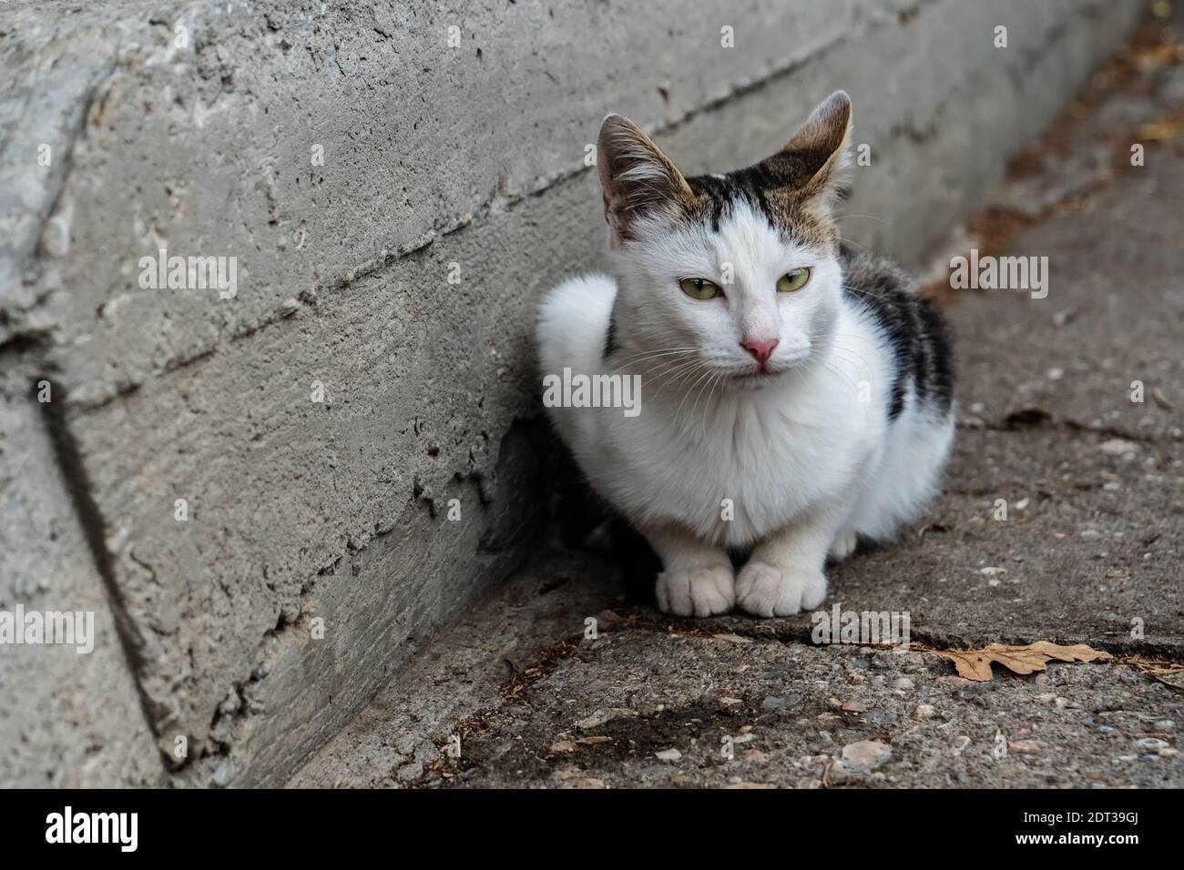 stray beautiful mottled two-colored cat with green eyes sits on the ...