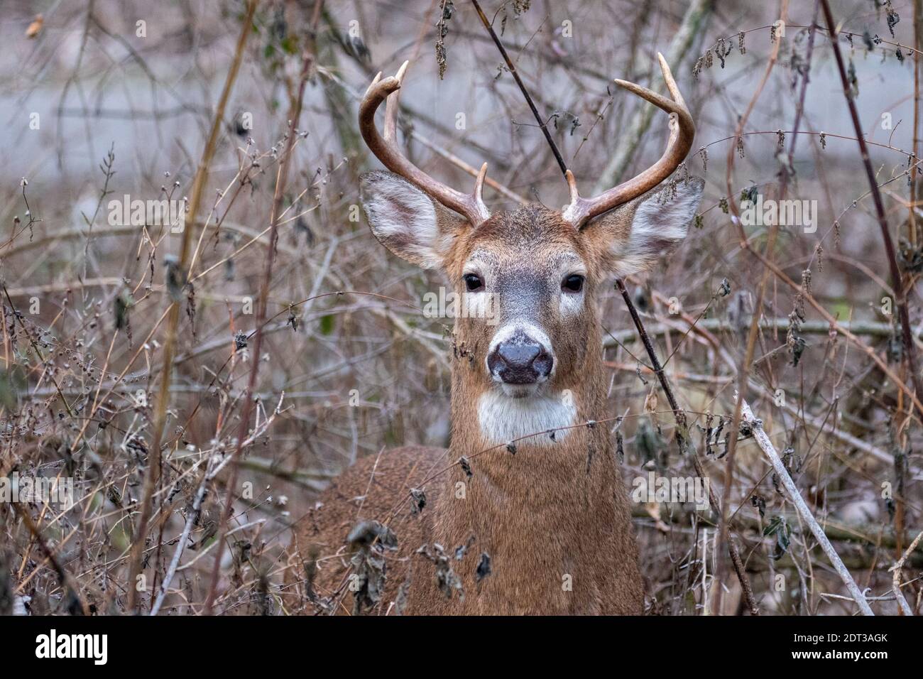 White-tailed deer buck Stock Photo - Alamy
