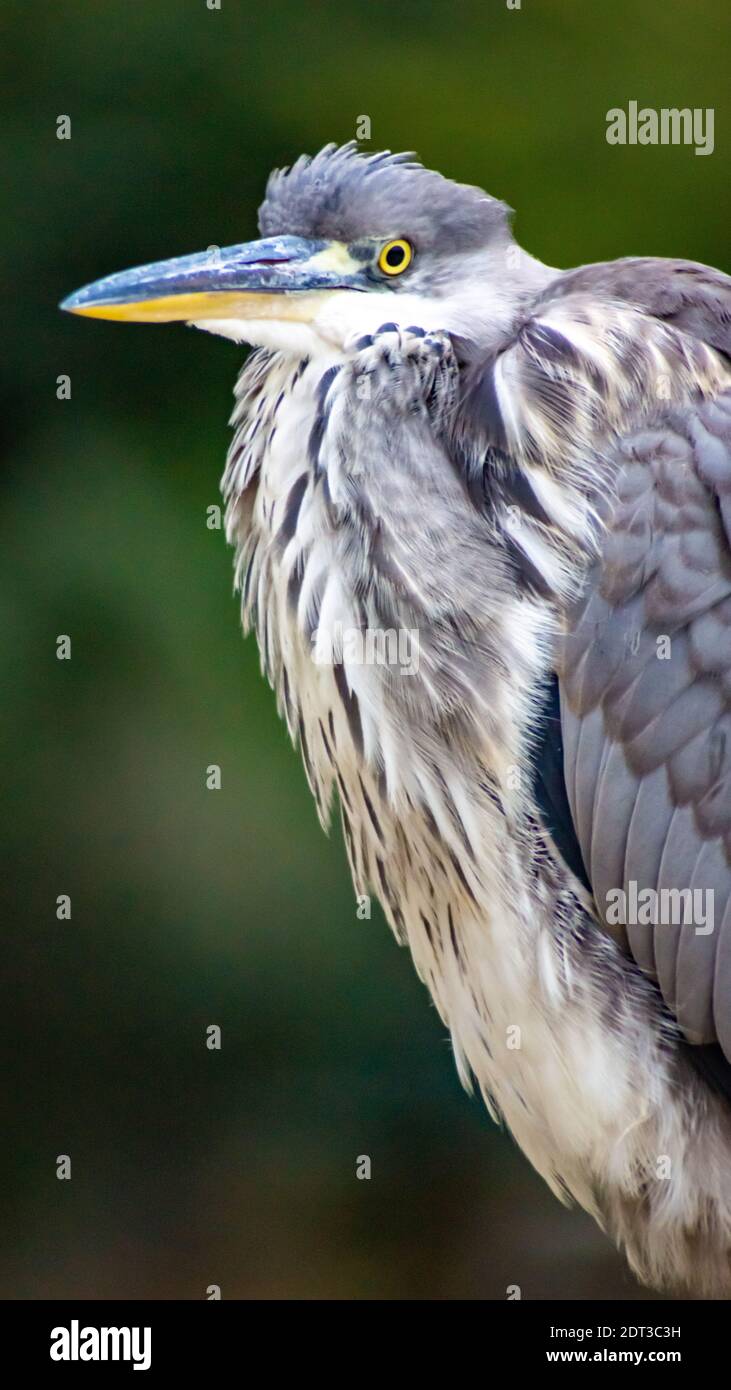 Grey stork hi-res stock photography and images - Alamy