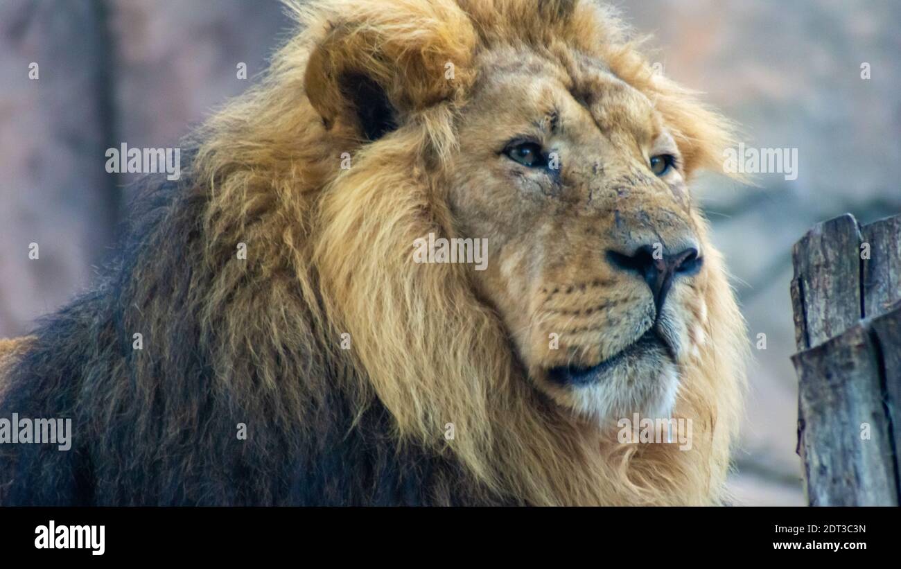 Large Lion Head Stock Photo - Alamy