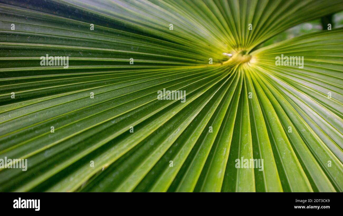 Leaf folds hi-res stock photography and images - Alamy