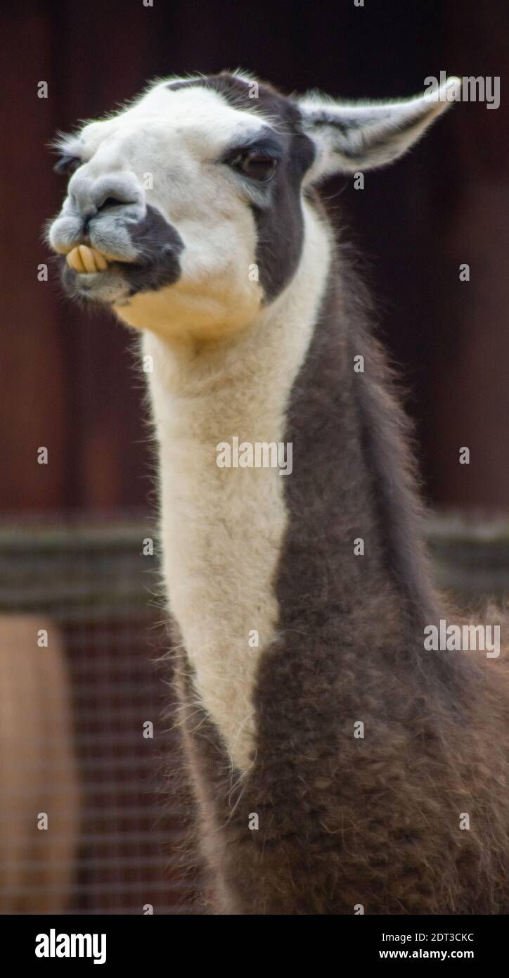 Long Tooth Llama Stock Photo - Alamy