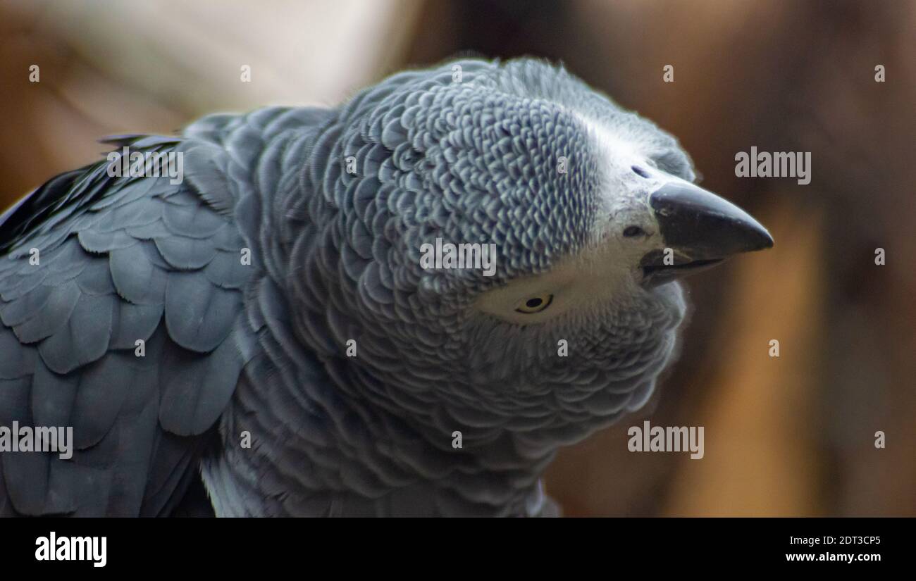 Cute looking parrots hi-res stock photography and images - Alamy