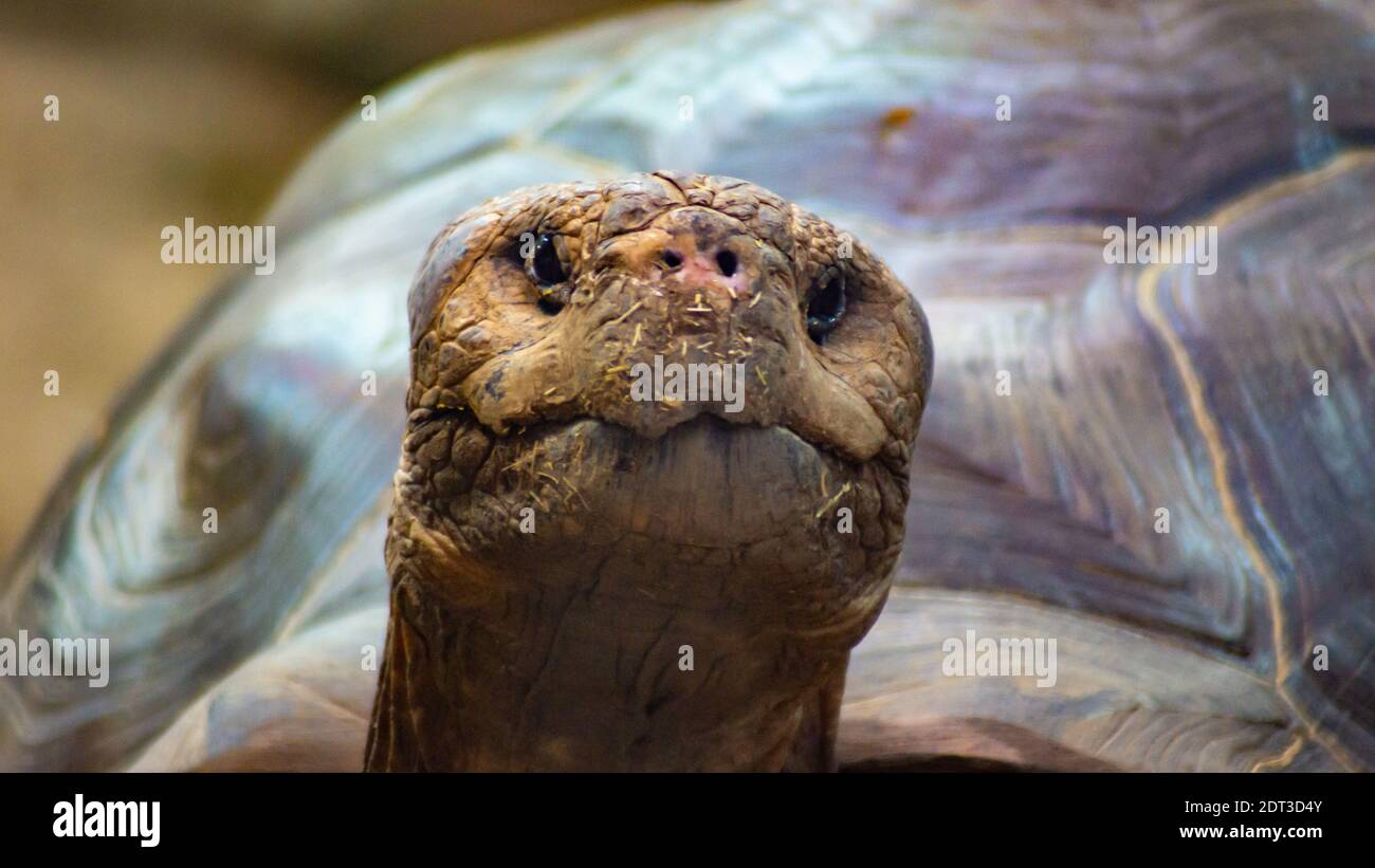 Turtle Looking at the Camera Stock Photo - Alamy