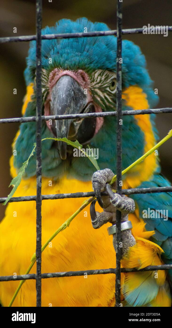 Escape the zoo hi-res stock photography and images - Alamy