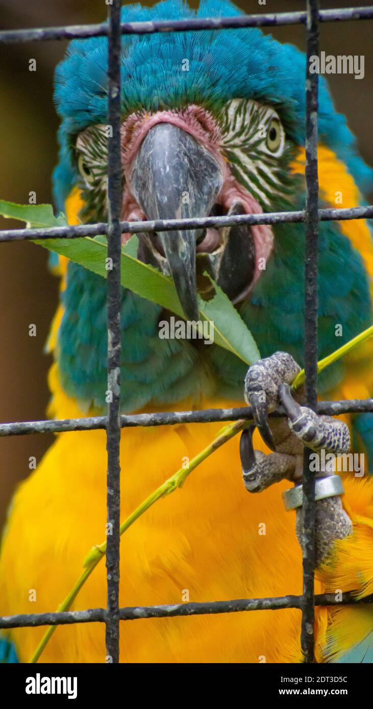 Colourful parrot hi-res stock photography and images - Alamy